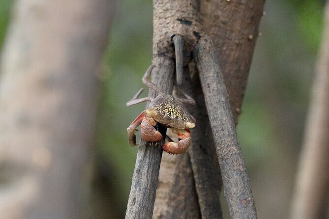 Guided Kayaking Tour of the Mitan Pond and its Mangrove - Price and Value