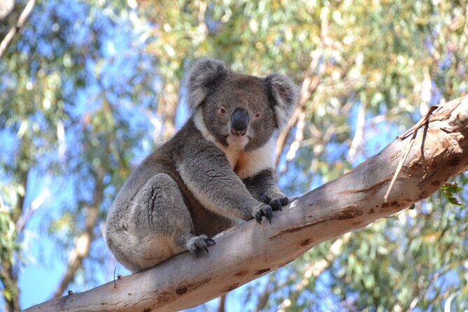 Guided Koala Walk and Bushfire ecology tour - The The Sum Up: Is It Worth It?