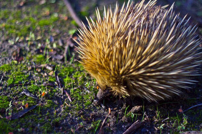 Guided Koala Walk and Bushfire ecology tour - FAQs