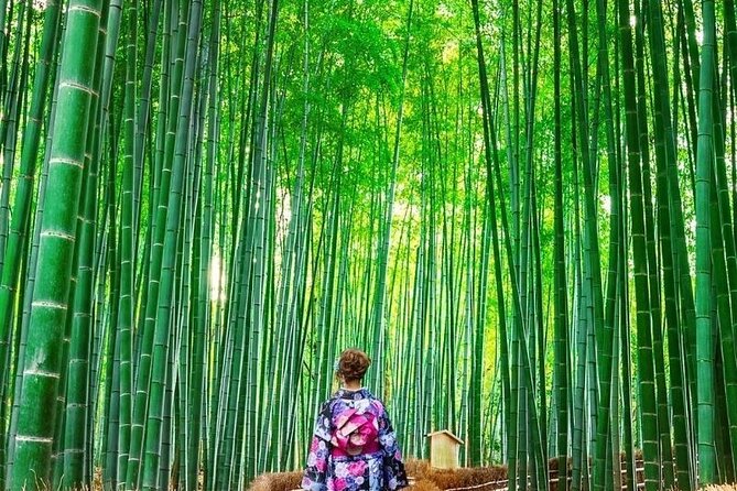 Guided Kyoto City Cherry Blossom One Day Private Tour - Key Points