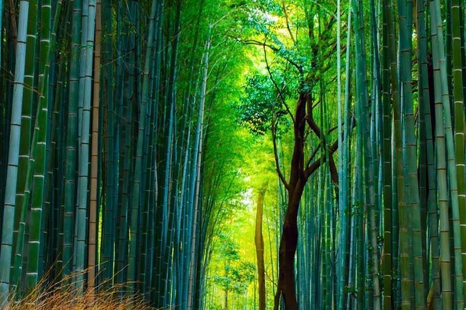 Guided Kyoto City Cherry Blossom One Day Private Tour - What to Expect