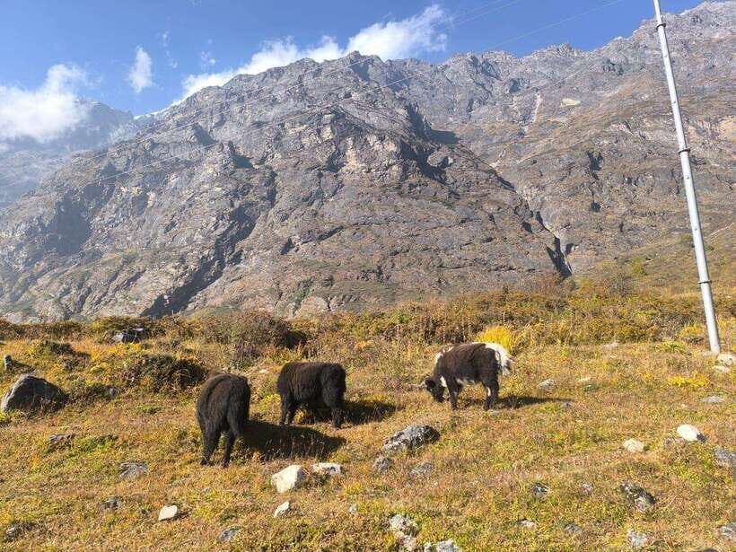 Guided: Langtang Valley Trek - 8 Days - Who is This Trek Ideal For?