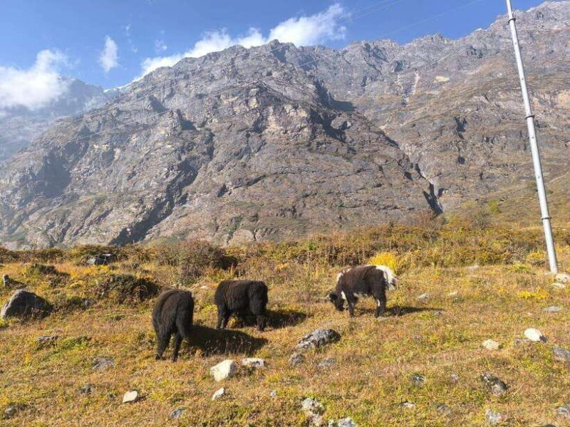 Guided: Langtang Valley Trek - 8 Days - FAQ