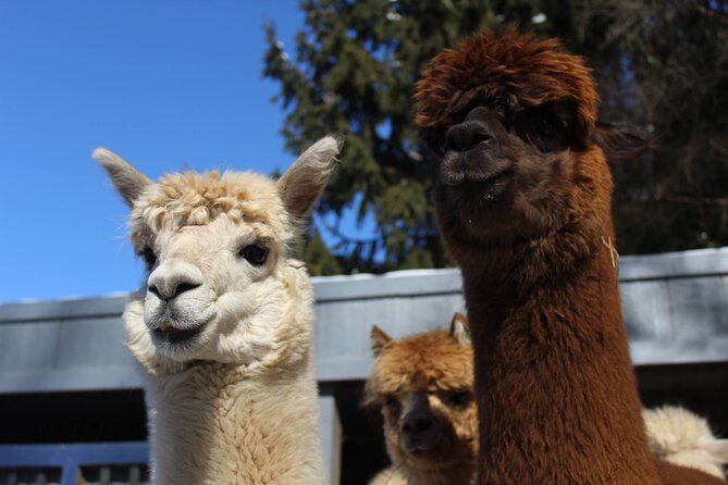 Guided Lilymoore Alpaca Farm Tour - Introduction