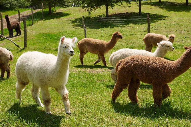 Guided Lilymoore Alpaca Farm Tour - The Heart of the Experience: Lilymoore Alpaca Farm