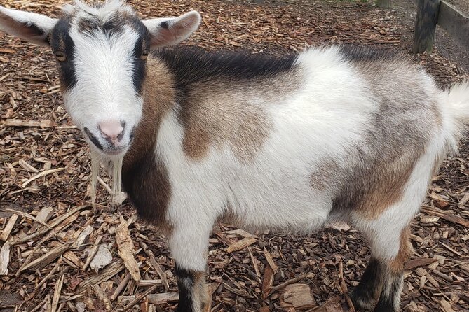 Guided Lilymoore Alpaca Farm Tour - Detailed Breakdown of the Itinerary