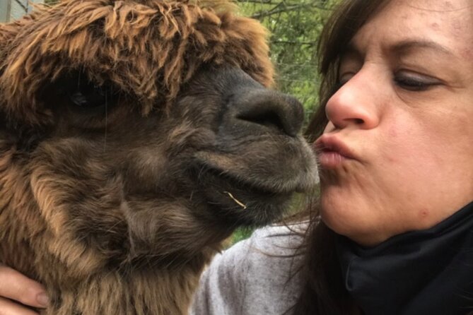 Guided Lilymoore Alpaca Farm Tour - The Value of a Short, Meaningful Outing