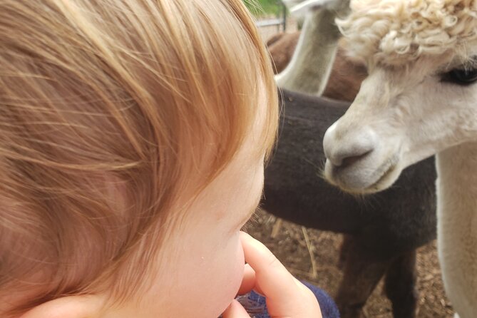 Guided Lilymoore Alpaca Farm Tour - Who Will Love This Tour?
