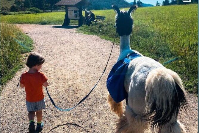 Guided Llama Hike in the Rocky Mountains - Discovering the Rocky Mountains with Llamas: A Unique Hike near Denver