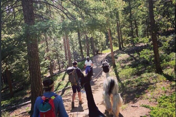 Guided Llama Hike in the Rocky Mountains - An In-Depth Look at the Guided Llama Hike Experience