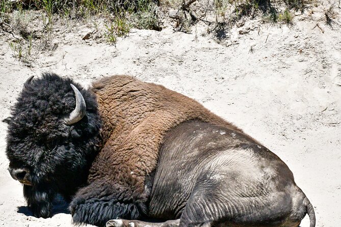 Guided Lower Loop of Yellowstone from Cody, WY - Who Should Consider This Tour?