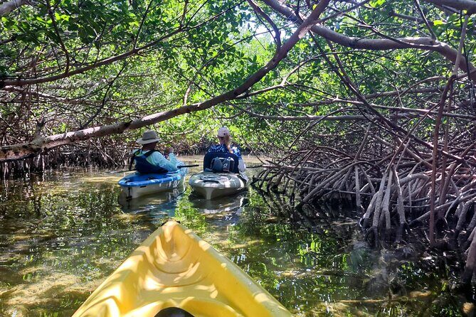 Guided Mangrove Eco Tours Kayak or Paddleboard Adventure - The Experience in Detail: Exploring Key West’s Mangroves