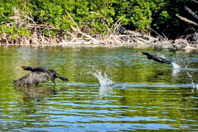 Guided Mangrove Eco Tours Kayak or Paddleboard Adventure - Who Will Love This Tour?
