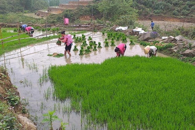 Guided Motorbike Tour to Ethnic Villages with Local Lunch in Sapa - Why This Tour Might Be Perfect for You