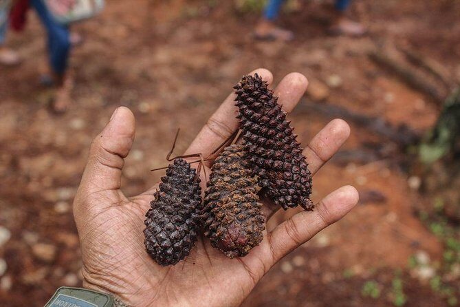Guided Nature Trail to Kanneliya Forest - Who Will Love This Tour?