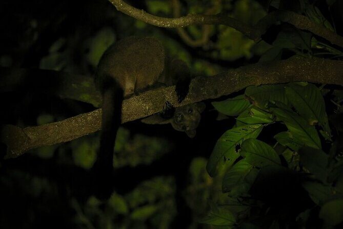 Guided Night Walk in Cape Tribulation - What to Expect from Your Night Walk
