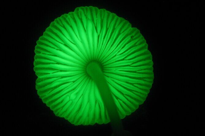 Guided Night Walk in Cape Tribulation - The Wildlife You Might Spot