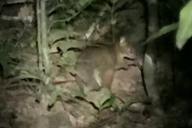 Guided Night Walk in Cape Tribulation - The Value of Small-Group Tours