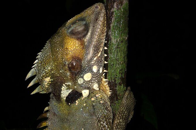 Guided Night Walk in Cape Tribulation - Practical Details: Timing, Cost, and Booking