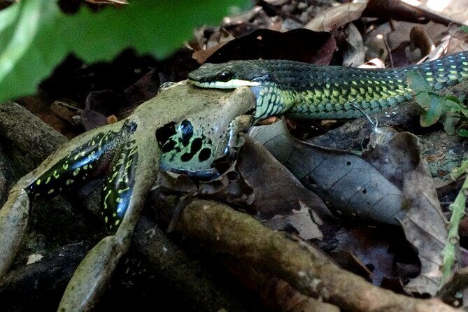 Guided Night Walk in Cape Tribulation - FAQ