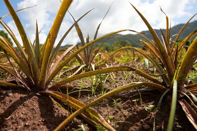 Guided Orange Valley Bike and Hike - Final Word