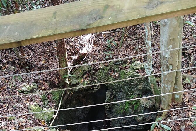 Guided Primeval Nature Walk Tour in Primeval Forest National Park - Final Thoughts: Is This Tour for You?