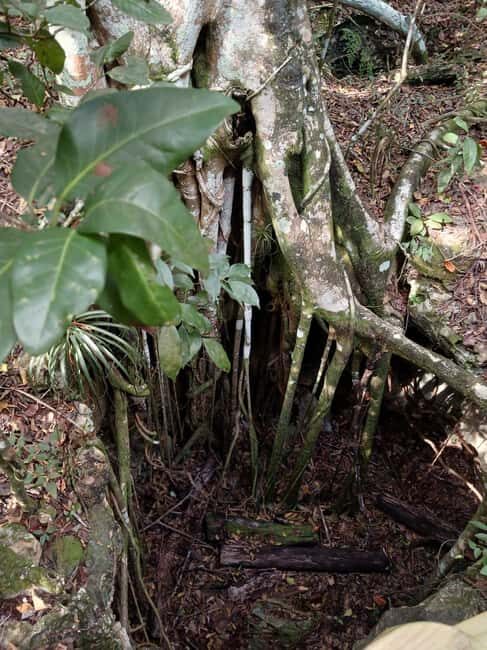 Guided Primeval Nature Walk Tour - An In-Depth Look at What the Tour Offers