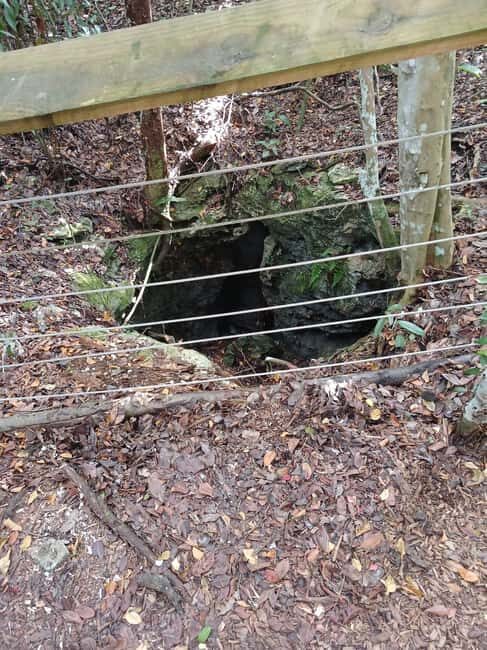 Guided Primeval Nature Walk Tour - Authentic Insights from Fellow Travelers