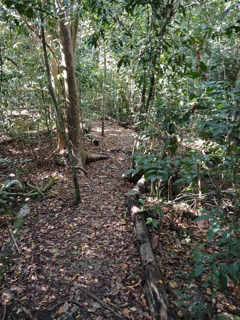 Guided Primeval Nature Walk Tour - Final Thoughts: Is It Worth It?