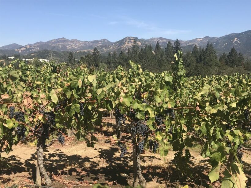 Guided Private Wine Tour to Napa and Sonoma Wine Country - An In-Depth Look at This Napa and Sonoma Private Wine Tour