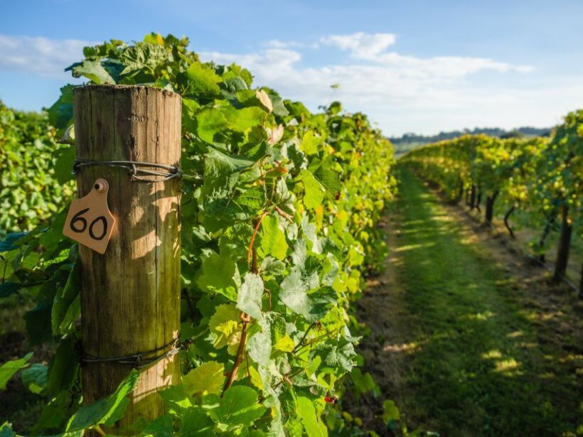Guided Private Wine Tour to Napa and Sonoma Wine Country - FAQ