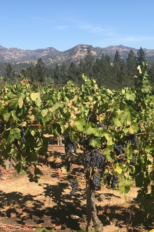 Guided Private Wine Tour to Napa and Sonoma Wine Country - The Transport and Group Size