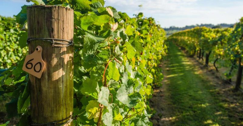 Guided Private Wine Tour to Napa and Sonoma Wine Country - Authenticity, Flexibility, and Personalized Service