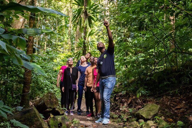 Guided Rainforest Hike on the Jacquot Trail  Castries, St Lucia - The Heart of the Forest: Jacquot Trail Hike