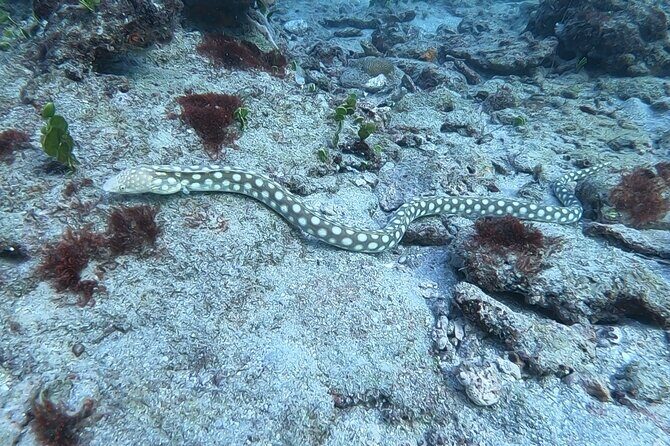 Guided Reef Snorkeling Tour in Pompano Beach - Who Should Consider This?