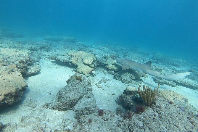 Guided Reef Snorkeling Tour in Pompano Beach - FAQ