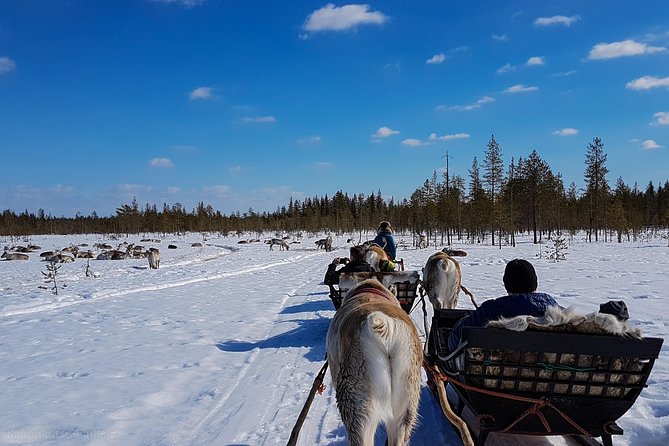 Guided Reindeer Farm Visit and One Hour Sledge Safari - Accessibility Options for All Travelers
