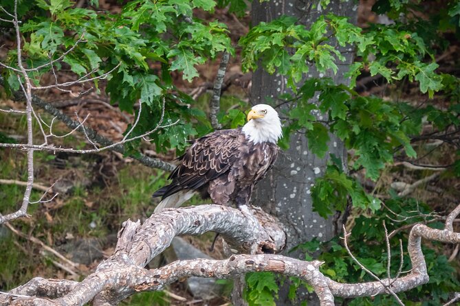 Guided RIB Boat Adventure of Casco Bay - What to Expect During the Ride