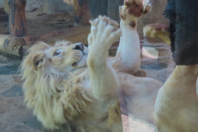 Guided Sapanca Lake Mahmudiye and Masukiye Tour with Cable Car - The Sum Up