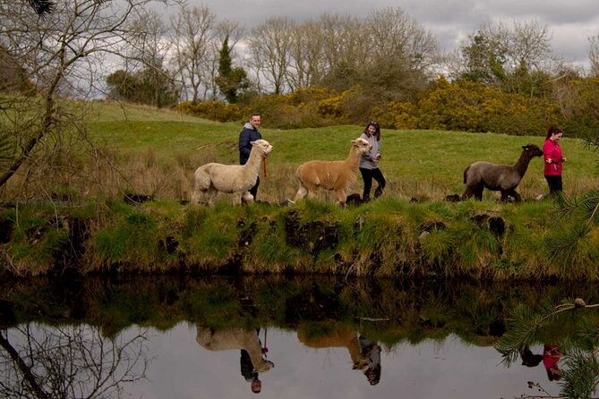 Guided Scenic Alpaca Trekking Experience Northern Ireland - Scenery and Trekking