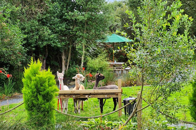 Guided Scenic Alpaca Trekking Experience Northern Ireland - Accessibility and Participation