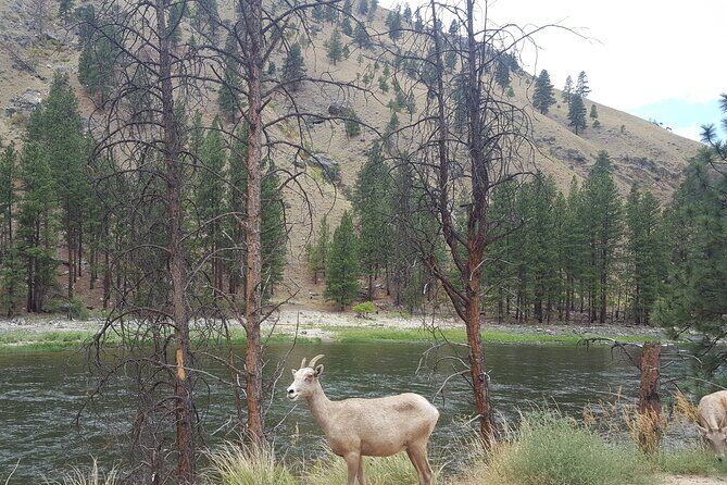 Guided Scenic Float Day Trip on the Salmon River - Who Should Book This Tour?