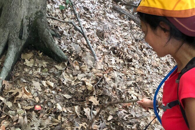 Guided Shared Group Forest Bathing Session in Serene Woodland Park - What to Expect from the Forest Bathing Experience
