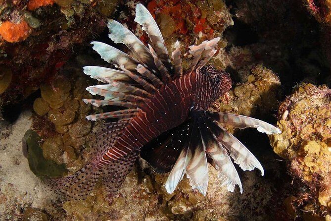 Guided Shore Dive for Certified Divers with Scubaçao (1 tank) - An In-Depth Look at the Guided Shore Dive Experience