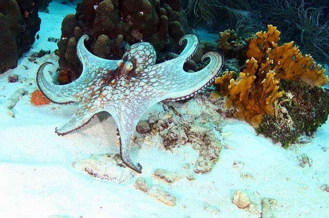 Guided Shore Dive for Certified Divers with Scubaçao (1 tank) - FAQ