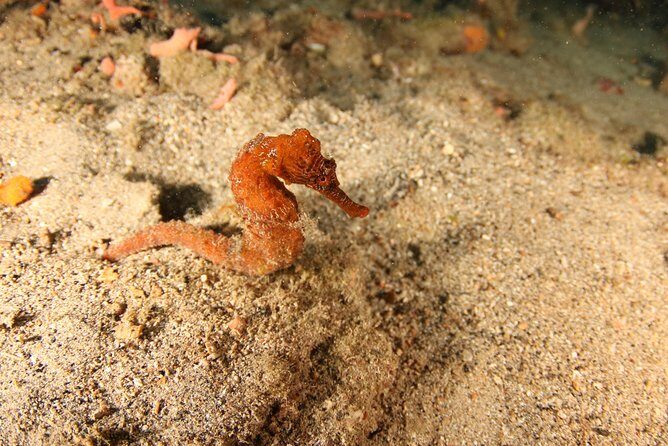 Guided Shore Dive for Certified Divers with Scubaçao (2 tank) - A Closer Look at the Experience
