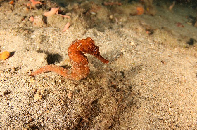 Guided Shore Dive for Certified Divers with Scubaçao (2 tank) - Final Thoughts