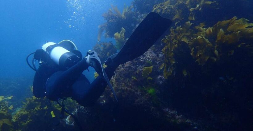 Guided Shore Dive Tour for Certified Diver - What to Expect on Your Goat Island Shore Dive