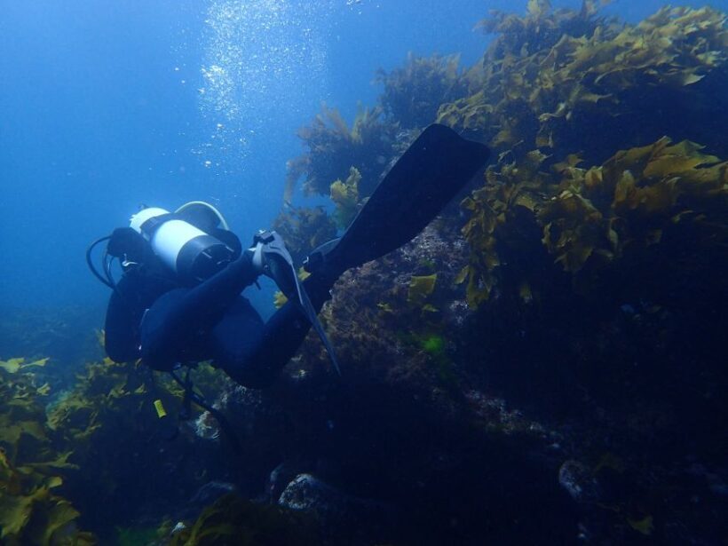 Guided Shore Dive Tour for Certified Diver - The Sum Up