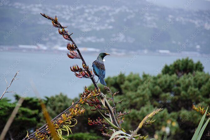 Guided Small Group Walking Tour in Wellington - Practical details and what they mean for you